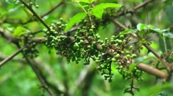 8 Bumbu Andalan yang Bikin Masakan Khas Daerah Terasa Nendang