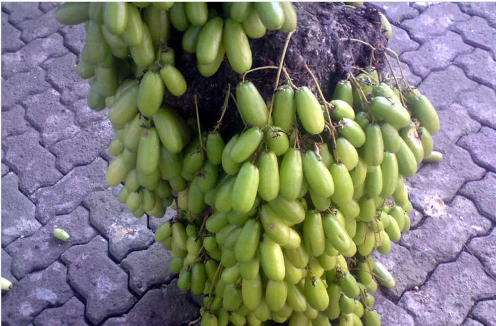 Miliki Rasa Masam Ekstrem, 6 Buah Khas Ini Punya Sejuta Khasiat Alami