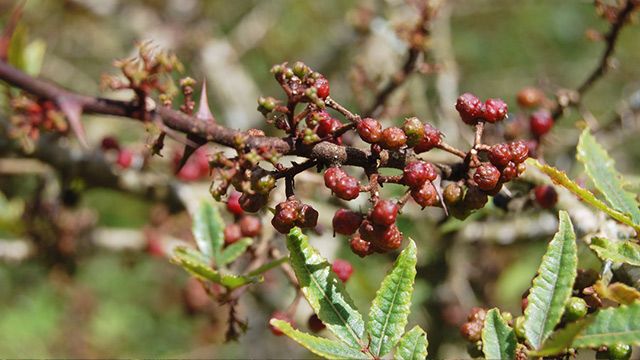 4 Fakta Unik tentang Biji Mala, Yakin Kamu Sudah Tahu?