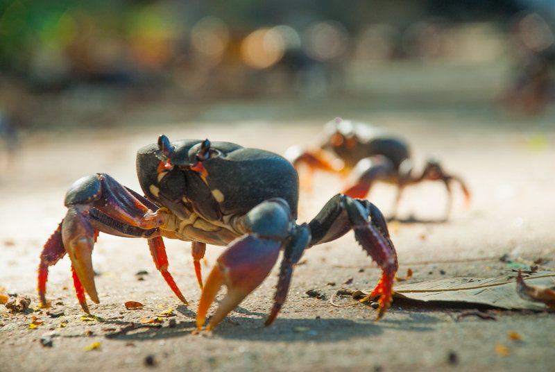 10 Fakta Unik Kepiting yang Jarang Diketahui, Termasuk Hewan Purba!