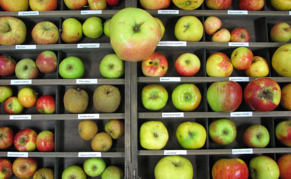 10 Fakta Apel, Bisa Disimpan Hingga Setahun & Ampuh Usir Rasa Kantuk