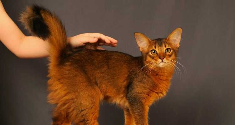 Kucing 101: Kucing Somali, Si Moodmaker yang Tampilannya Mirip Rubah