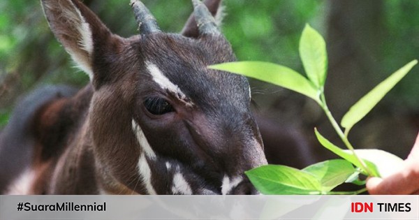 5 Fakta Menarik Saola, si Unicorn Asia yang Terancam Kepunahan
