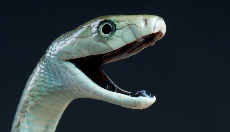 9 Fakta Ular Black Mamba, Hewan Mitos yang Mengerikan dari Afrika