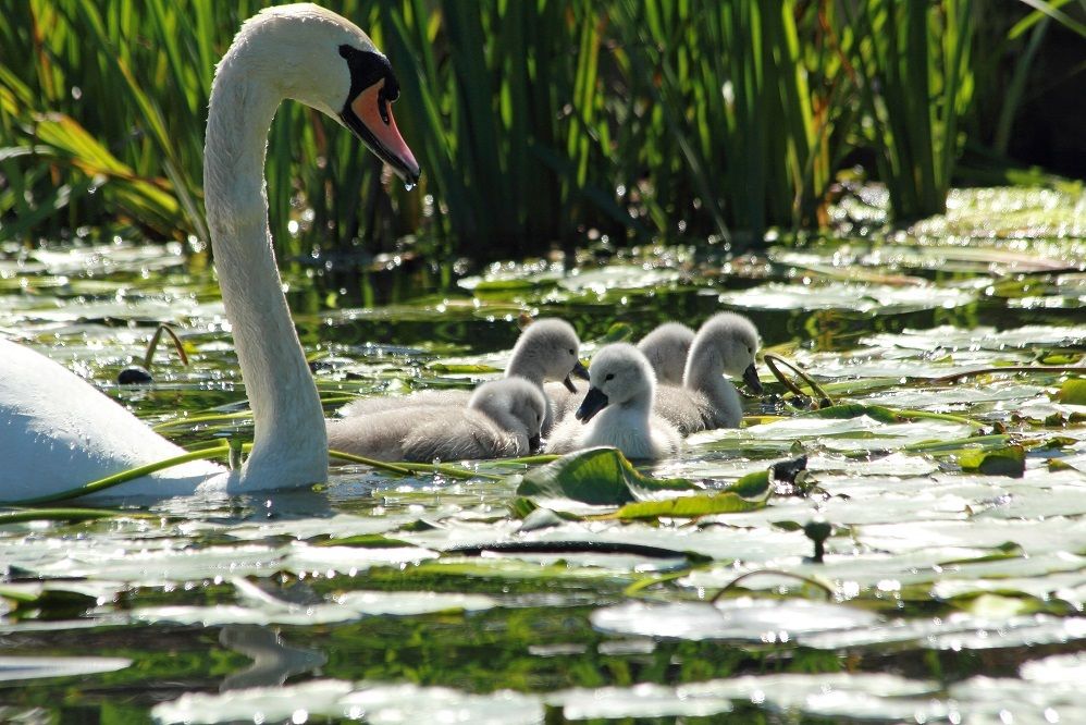 7 Fakta Menarik Mute Swan, Angsa yang Gak Banyak Bersuara 7 Fakta Menarik Mute Swan, Angsa yang Gak Banyak Bersuara