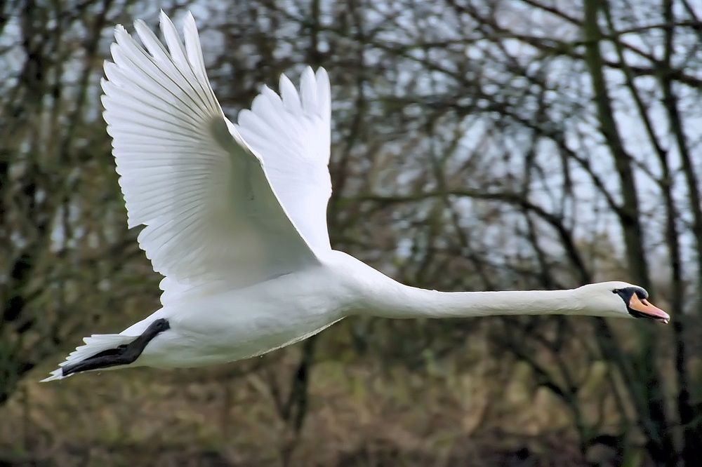 7 Fakta Menarik Mute Swan, Angsa yang Gak Banyak Bersuara 7 Fakta Menarik Mute Swan, Angsa yang Gak Banyak Bersuara
