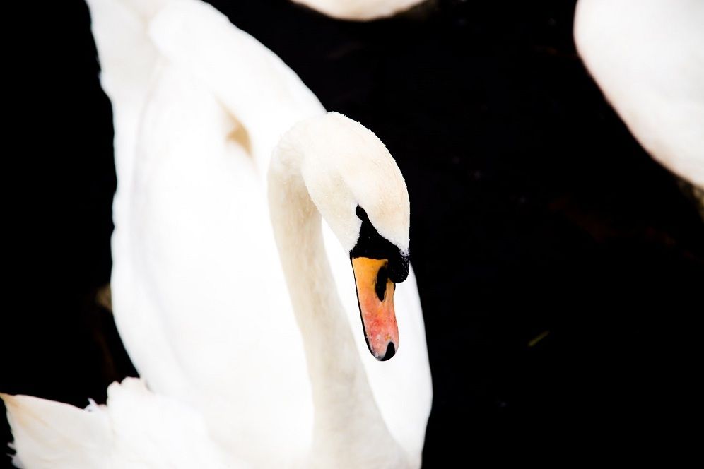 7 Fakta Menarik Mute Swan, Angsa yang Gak Banyak Bersuara 7 Fakta Menarik Mute Swan, Angsa yang Gak Banyak Bersuara