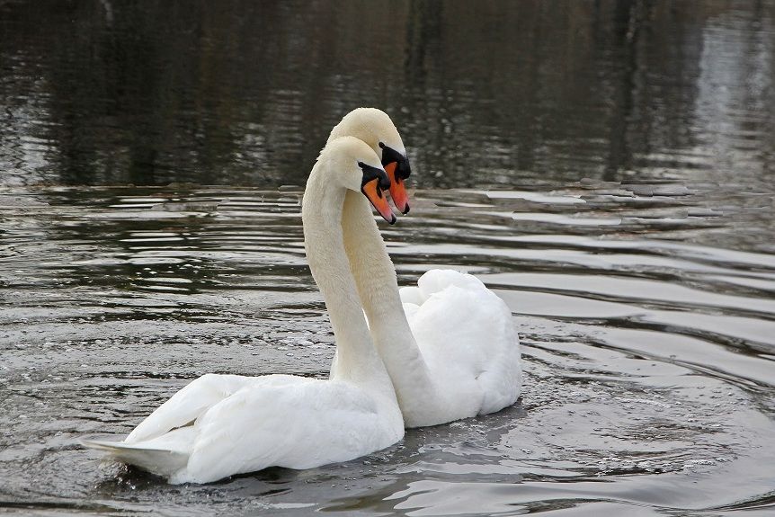 7 Fakta Menarik Mute Swan, Angsa yang Gak Banyak Bersuara 7 Fakta Menarik Mute Swan, Angsa yang Gak Banyak Bersuara