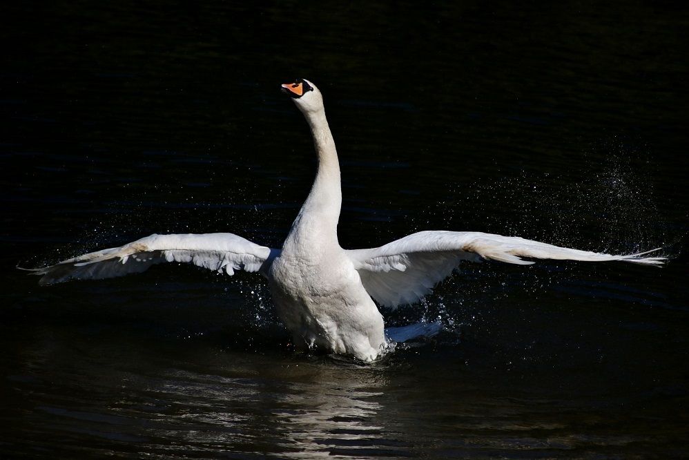 7 Fakta Menarik Mute Swan, Angsa yang Gak Banyak Bersuara 7 Fakta Menarik Mute Swan, Angsa yang Gak Banyak Bersuara