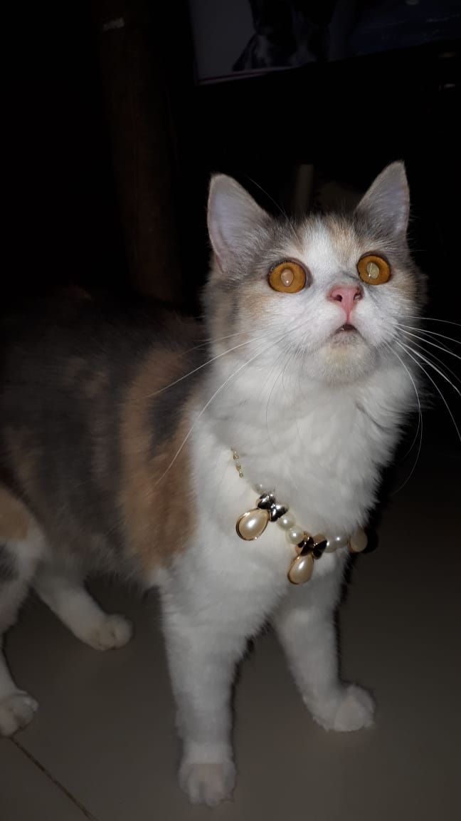 9 Ekspresi Kucing Ini Langsung Bikin Ngakak, Gak Terkontrol