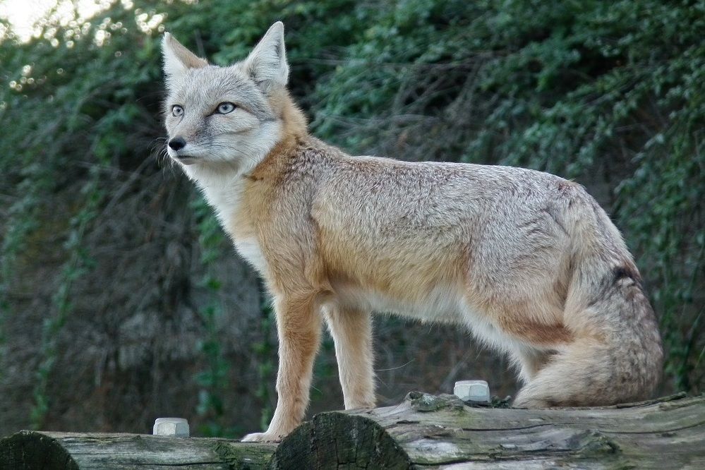 7 Spesies Rubah Paling Unik di Dunia yang Perlu Kamu Tahu