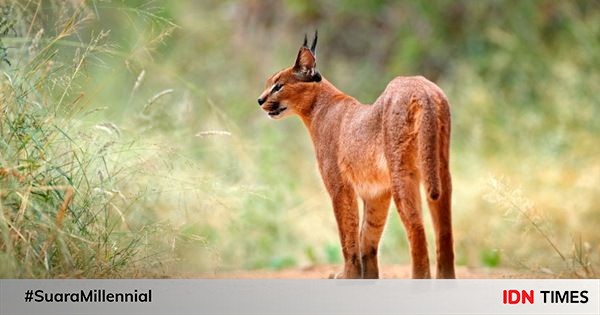 5 Spesies Kucing yang Berasal dari Benua Afrika