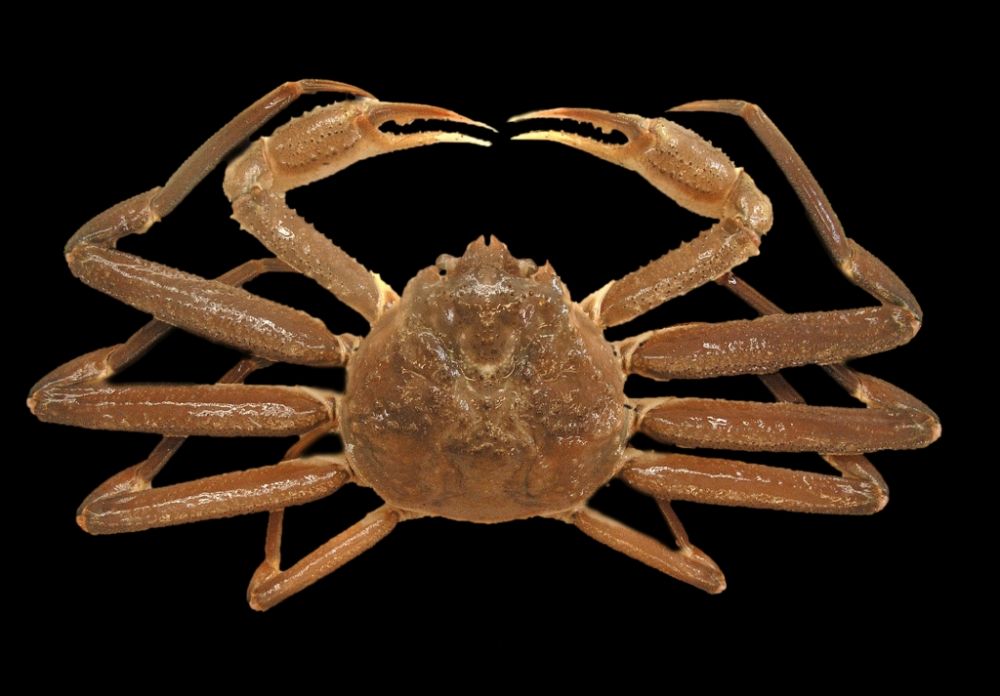 5 Jenis Kepiting yang Paling Lezat, Kamu Pernah Coba?