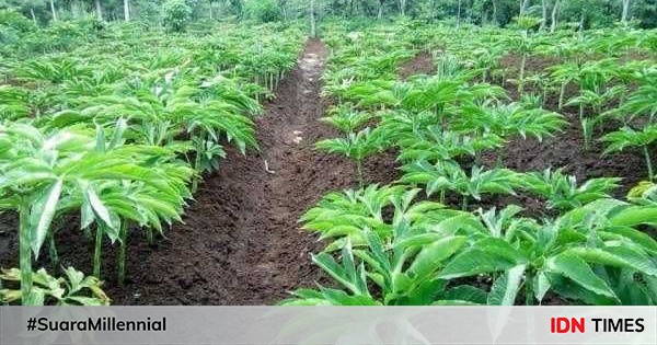 Produksi Umbi Porang di Madiun Tembus 42 Ribu Ton pada 2020 Produksi Umbi Porang di Madiun Tembus 42 Ribu Ton pada 2020