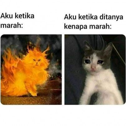 10 Meme Kocak Seputar Kebiasaan Kucing, Bikin Ngakak!