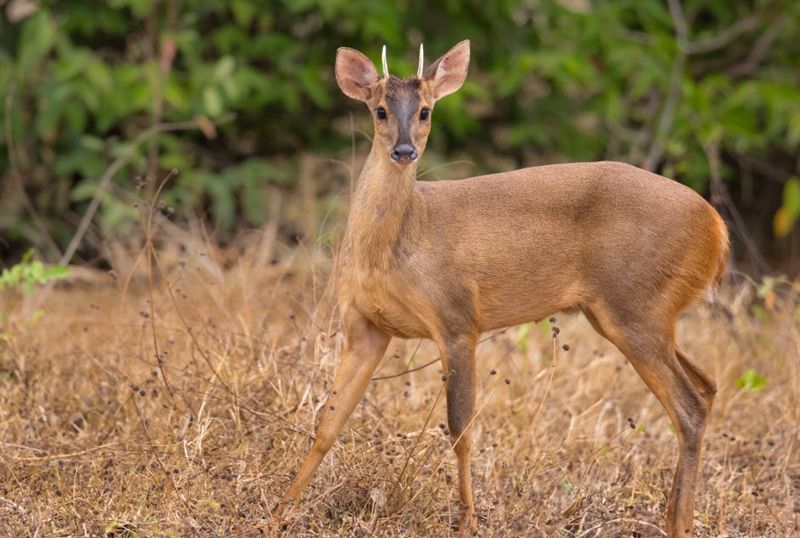 5 Spesies Rusa dengan Ukuran Tubuh Paling Kecil