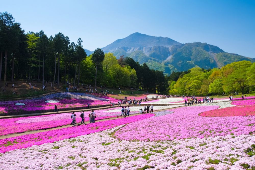 Taman Bunga di Jepang Cantik Luar Biasa