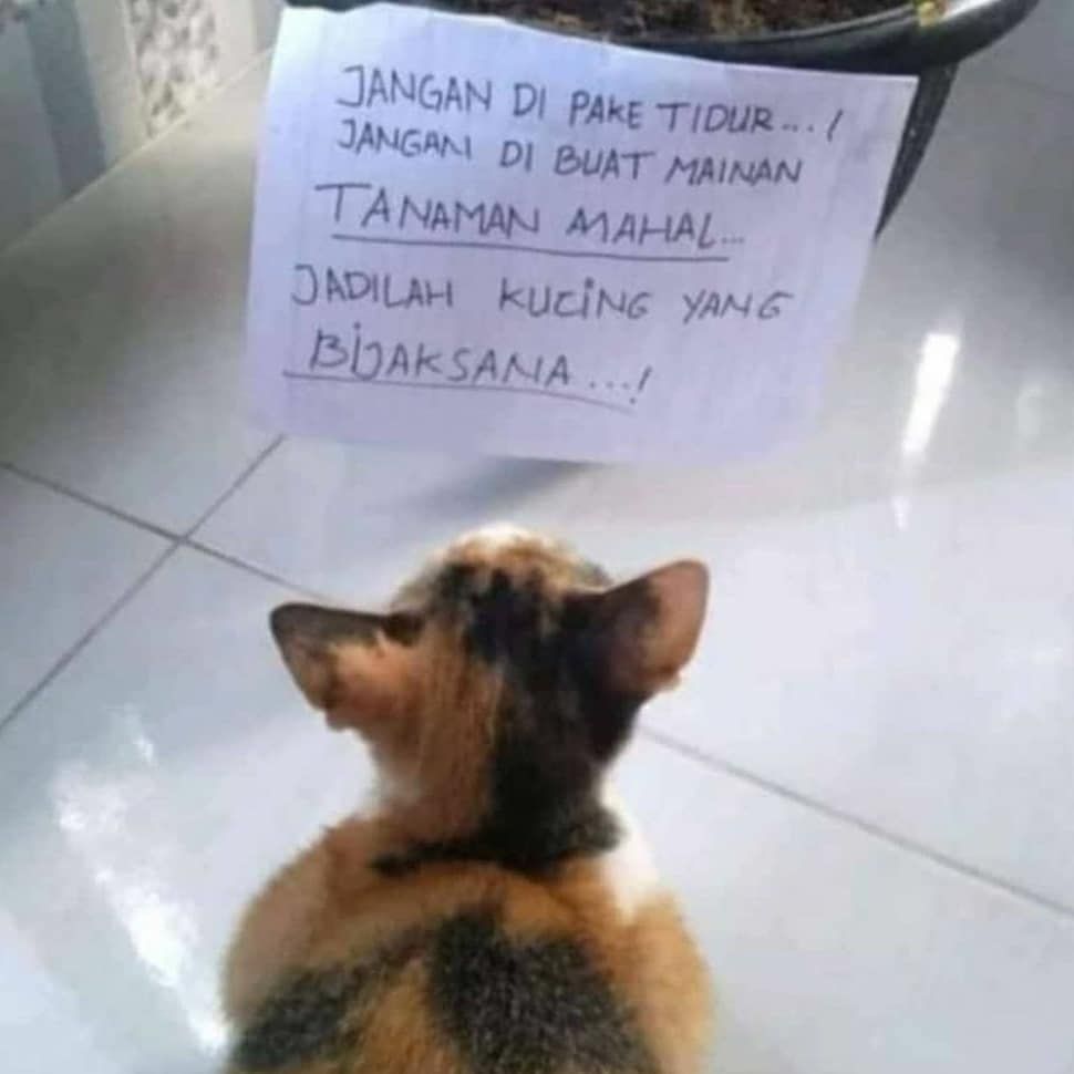 Meme Kucing yang Kocak, Bikin Ngakak Sekaligus Gemesin