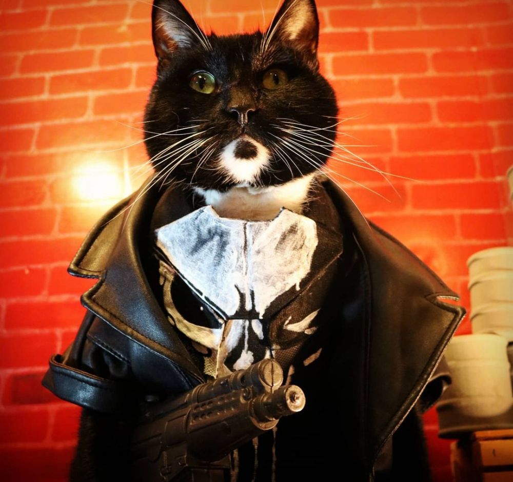 Potret Cosplay Kucing Saat Tirukan Karakter Film