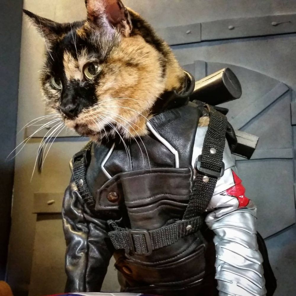 Potret Cosplay Kucing Saat Tirukan Karakter Film