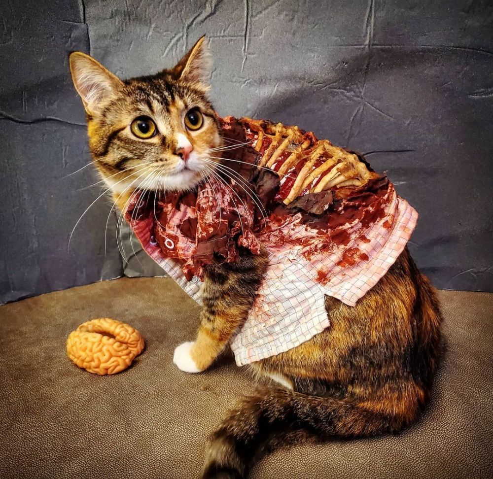 Potret Cosplay Kucing Saat Tirukan Karakter Film