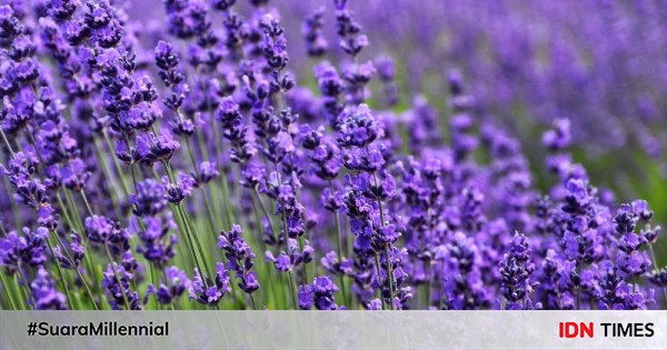 Ladang Lavender di Dunia