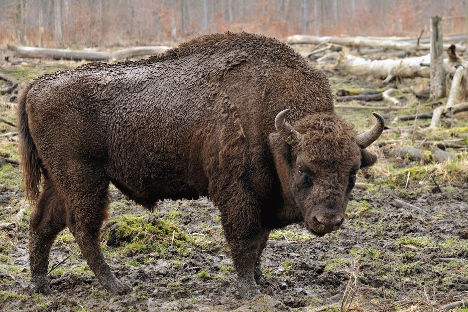 Mengenal Wisent, Bison Eropa yang Sempat Punah di Alam Liar