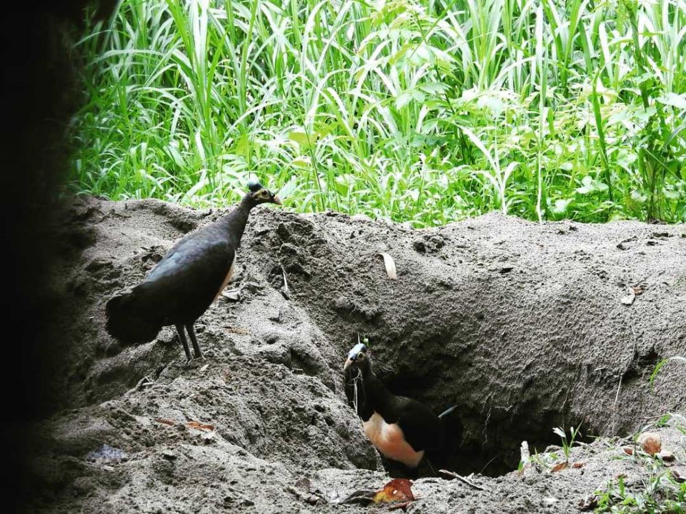 5 Fakta Burung Maleo, Hewan Endemik yang Terancam Punah