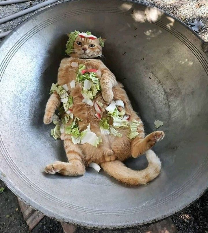 10 Potret Kucing 'Dikemas' yang Bikin Gemas