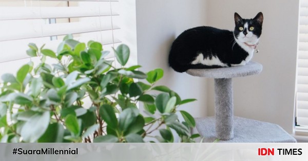 Fakta Cacing Kait pada Kucing, Bisa Timbulkan Kematian