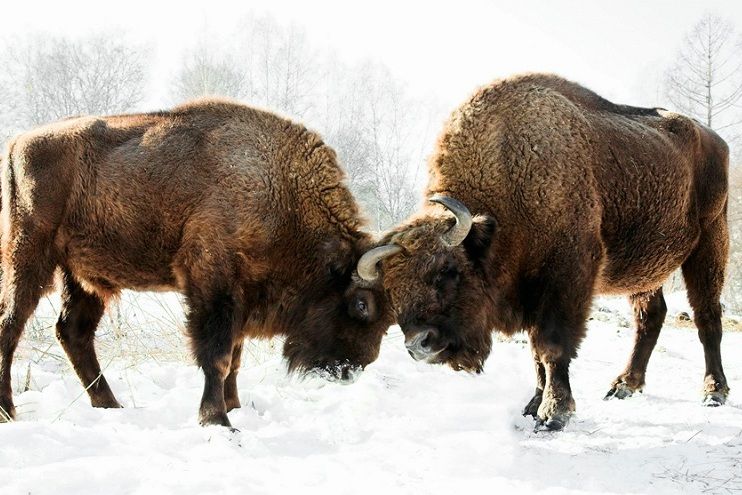 Mengenal Wisent, Bison Eropa yang Sempat Punah di Alam Liar