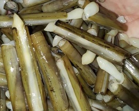 Resep Kerang Bambu Saus Tauco, Rasanya Bikin Ketagihan