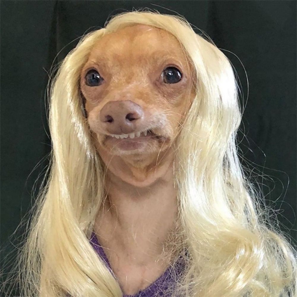 9 Potret Kocak Anjing Pakai Wig, bak dalam Misi Penyamaran