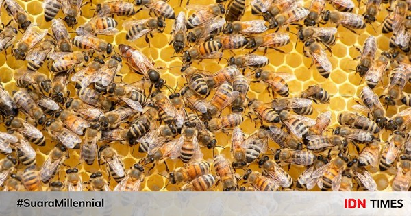 5 Cara Unik Lebah dalam Bekerja Sama, Patut Ditiru