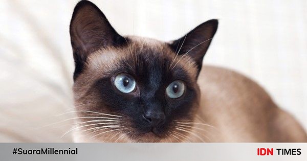 5 Spesies Kucing Paling Populer di India, Penampilan Menawan