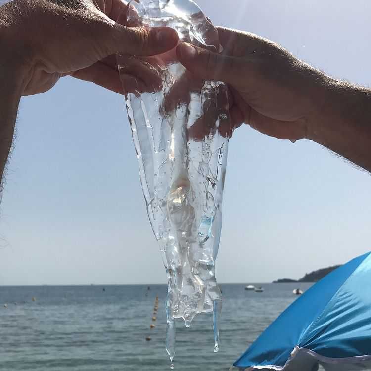 10 Fakta Salpa Maggiore, Ikan Transparan Unik yang Terancam