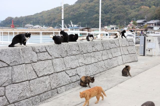 5 Pulau di Jepang yang Bikin Pencinta Kucing Malas Pulang