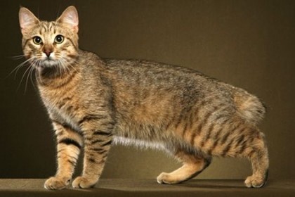 5 Fakta Elang Haast, Burung Purba yang Bisa Memangsa Manusia