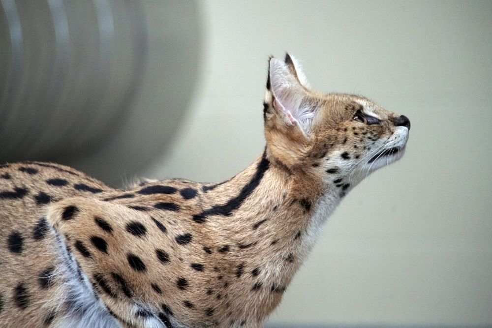 5 Fakta Serval, Kucing Eksotis Berkaki Panjang, Ahli Lompat