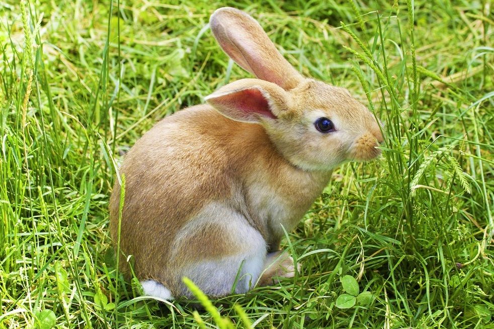 9 Fakta Unik Kelinci, Ada yang Dijuluki Fosil Hidup!