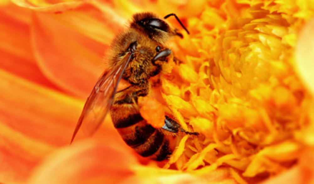 5 Fakta Proses Pembuatan Madu Oleh Lebah, Menarik!