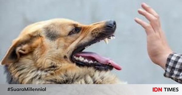 Tiga Anak di Dompu Digigit Anjing Rabies saat Bermain