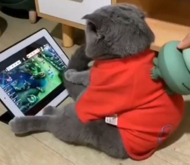 Cute! Ini 10 Potret Kucing Cosplay dengan Beragam Profesi