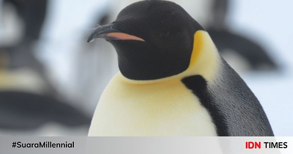 5 Fakta Penguin Kaisar, Burung yang Jago Menyelam