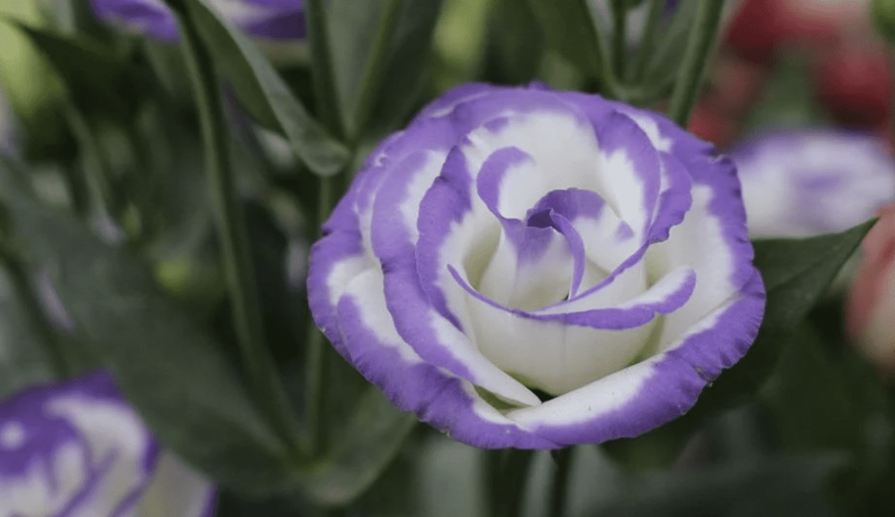 Harga Fantastis, 10 Bunga Cantik Paling Mahal di Dunia