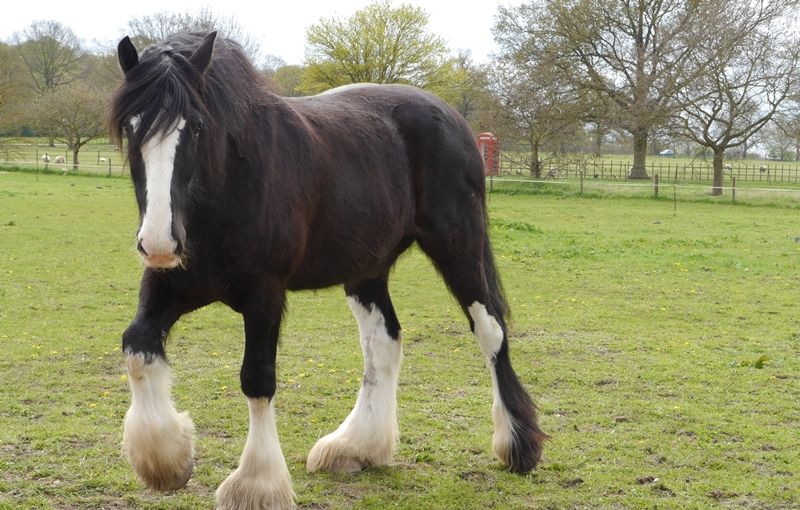 5 Spesies Kuda Terkuat di Dunia, Wujudnya Memesona!