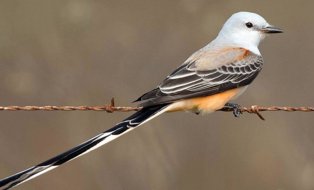 10 Burung dengan Ekor Panjang Terindah di Dunia, Bikin Terpu