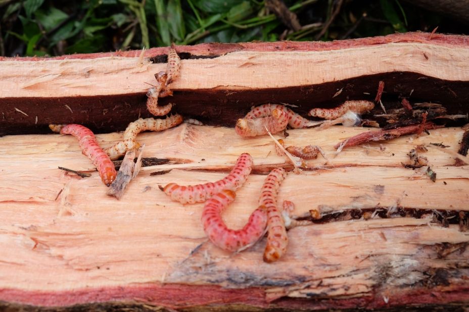 7 Fakta Ulat Kelatang, Warnanya Merah Rasanya Bikin Marah