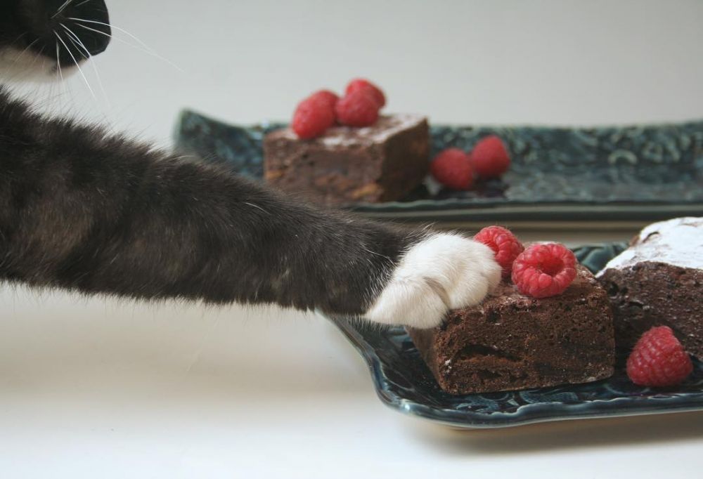 Momen Kucing Ketahuan 'Curi' Makanan Momen Kucing Ketahuan 'Curi' Makanan