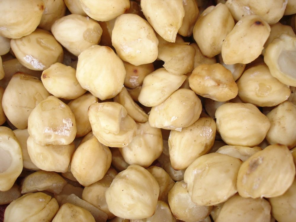 8 Cara Budidaya Kemiri untuk Manfaatkan Lahan Menganggur.